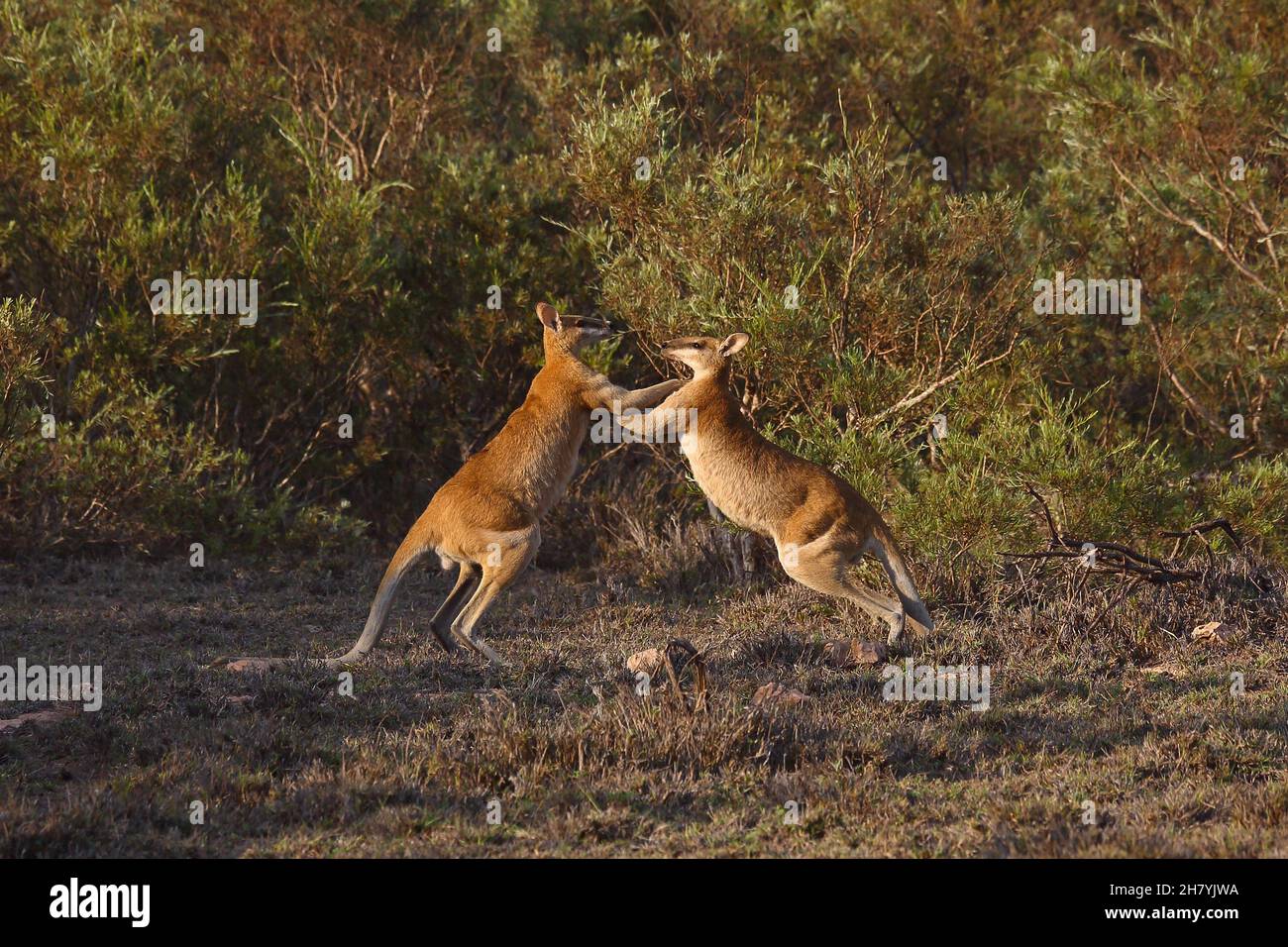 Agile wallaby (Macropus agilis) males play-fighting. Eighty Mile Beach ...