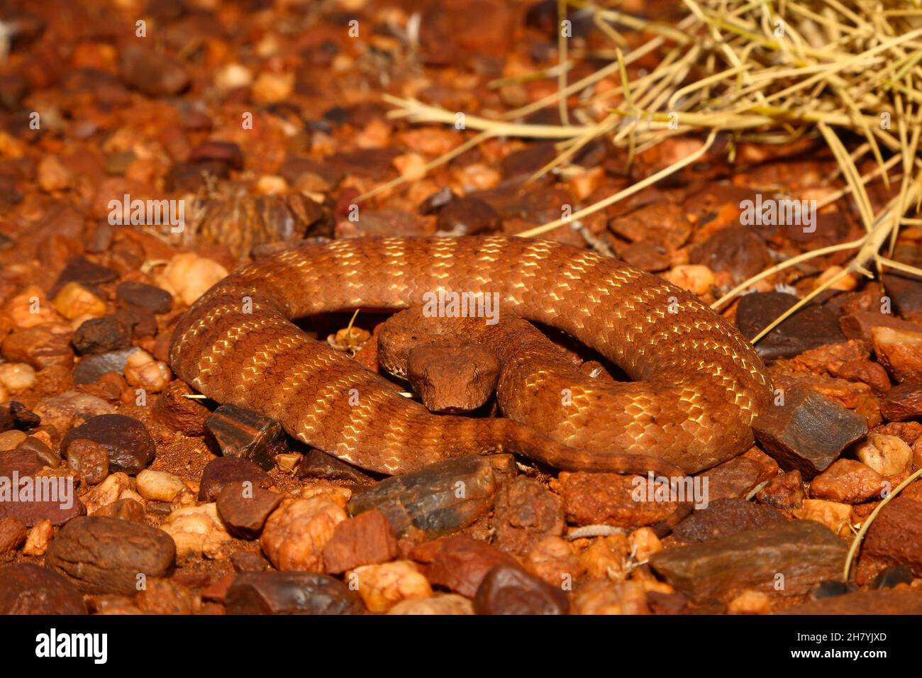 Pilbara death adder (Acanthophis wellsi) coiled on stony ground. It is ...