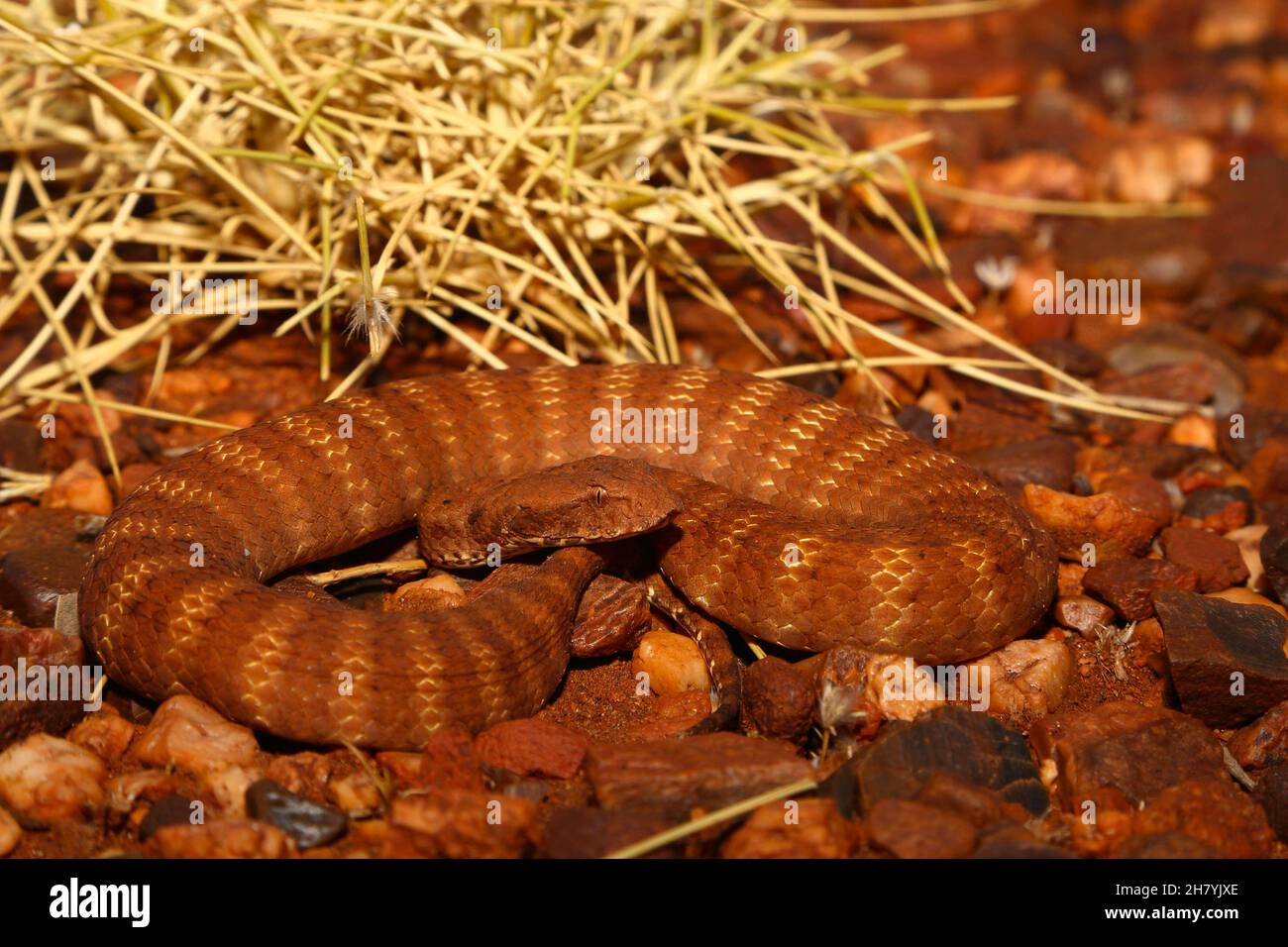 Pannawonica hi-res stock photography and images - Alamy