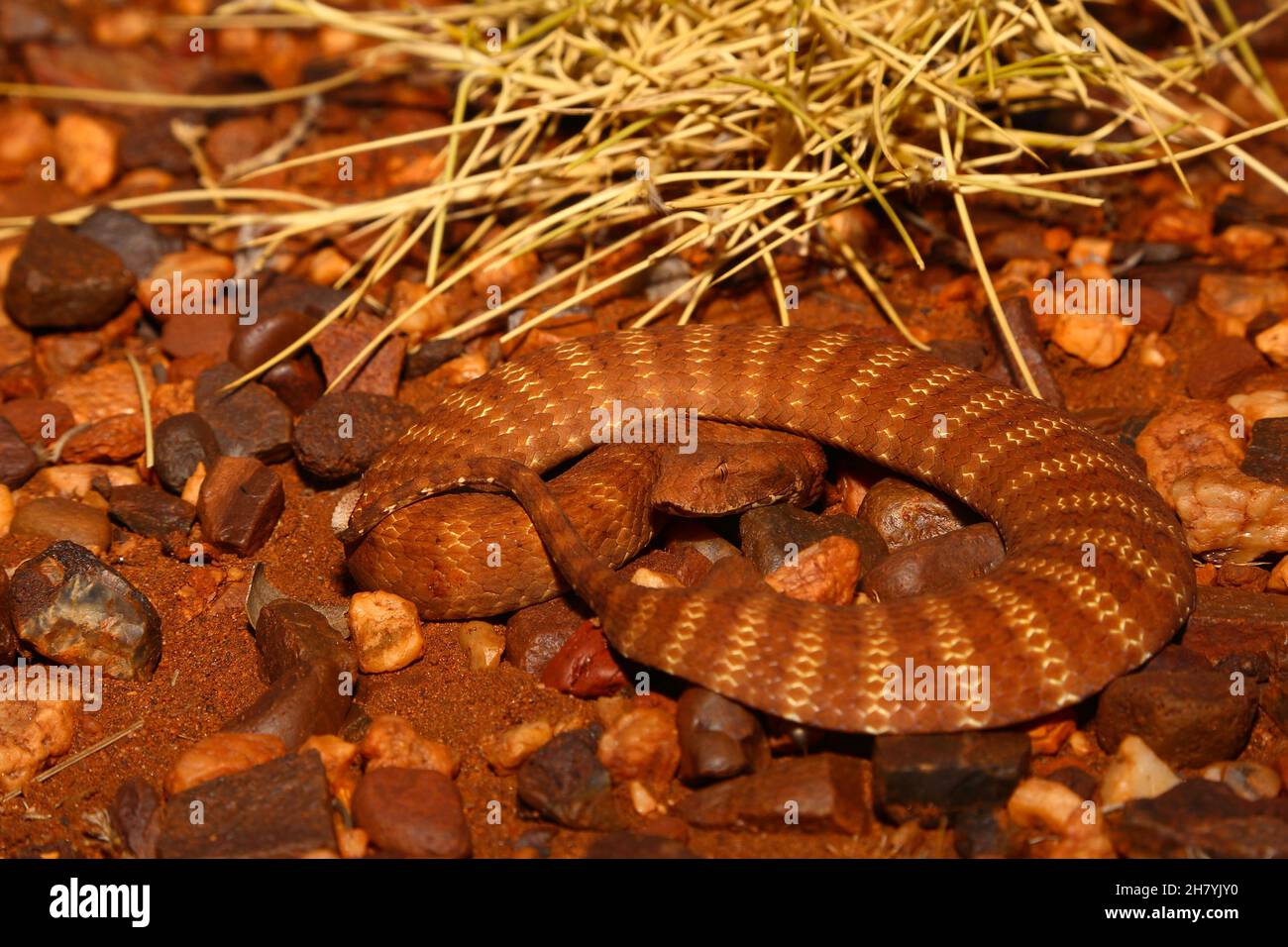 Pilbara death adder (Acanthophis wellsi) coiled on stony ground. It is ...