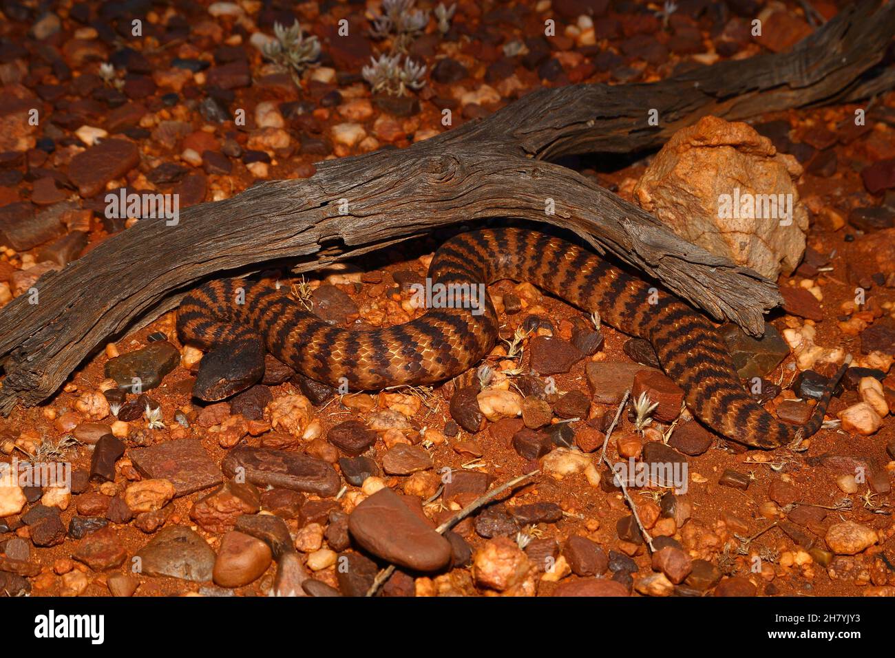 Pilbara death adder hi-res stock photography and images - Alamy