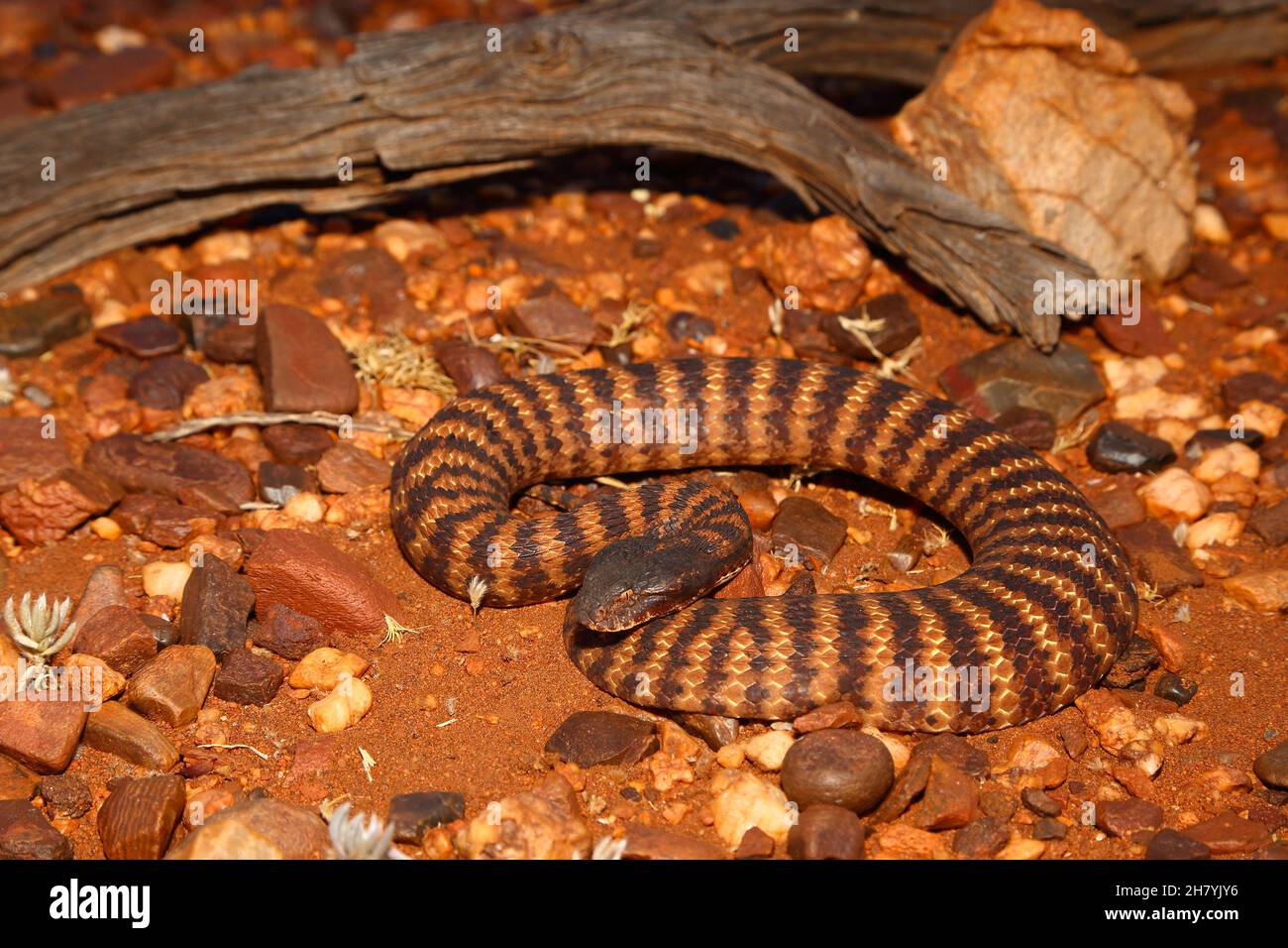 Pilbara death adder (Acanthophis wellsi) coiled on stony ground ...