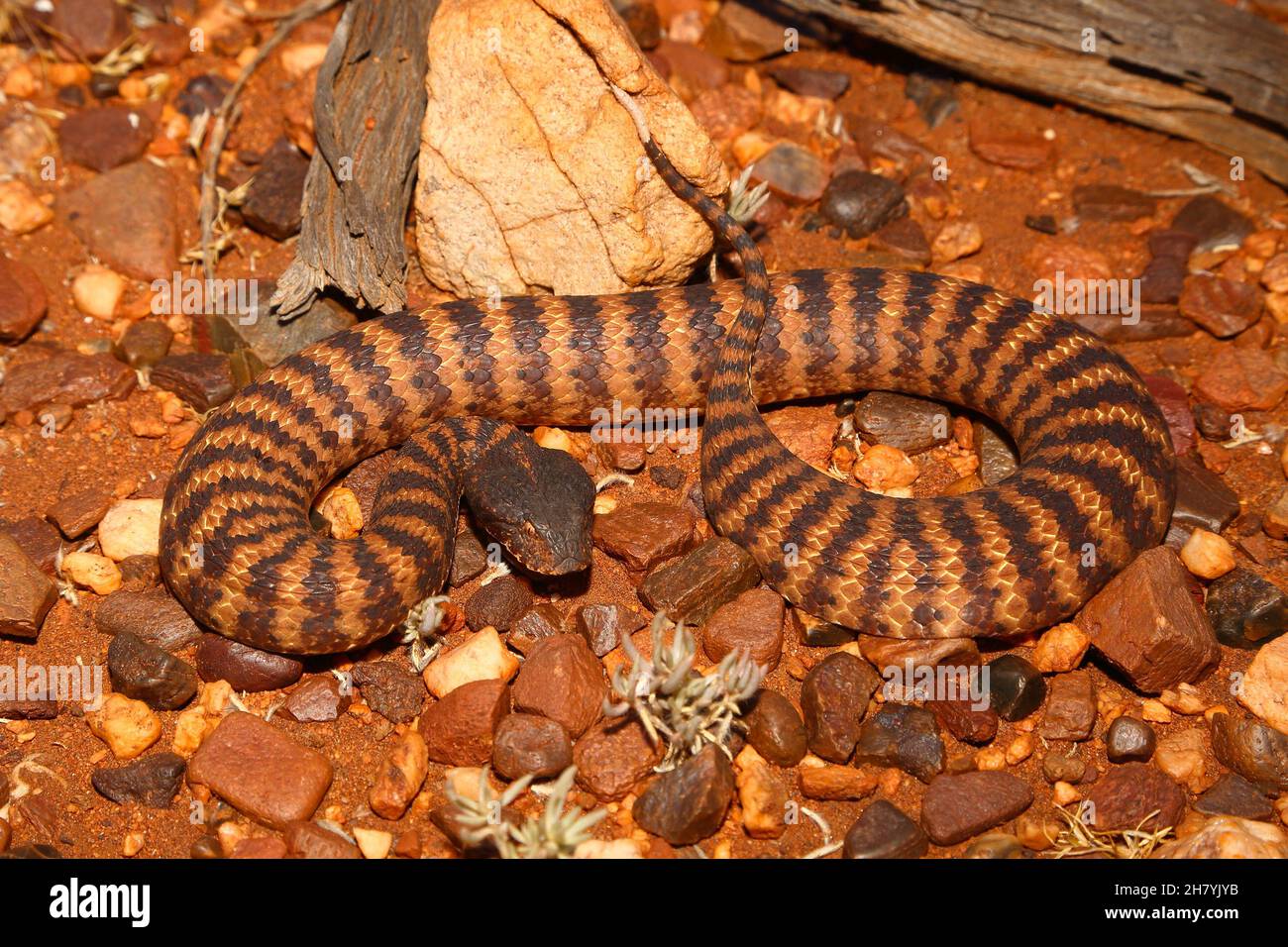 Pilbara death adder (Acanthophis wellsi) coiled on stony ground. It is ...