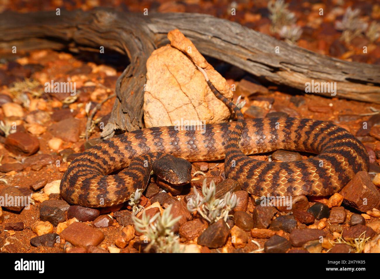 Pilbara death adder (Acanthophis wellsi) coiled on stony ground. It is ...