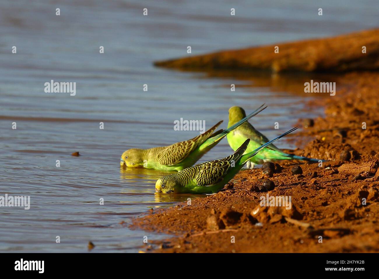 Budgerigar (Melopsittacus undulatus) trio on a riverbank, one on the ...