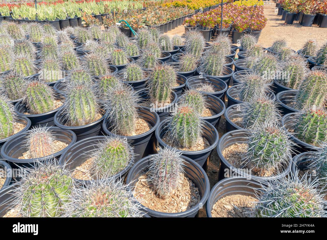 Columnar cactuses with large spines in a black pots Stock Photo - Alamy