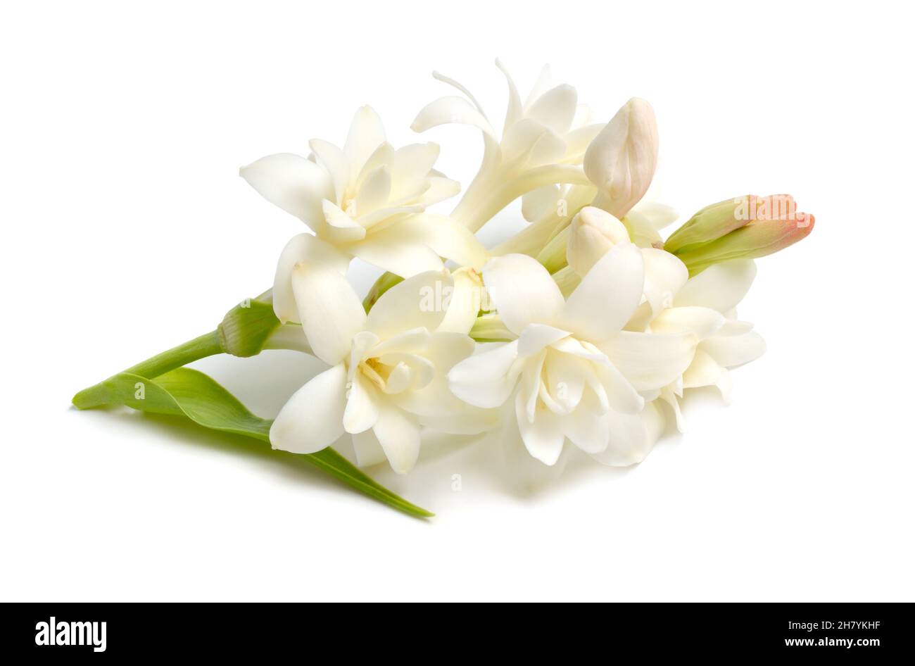 Polianthes Tuberosa Png