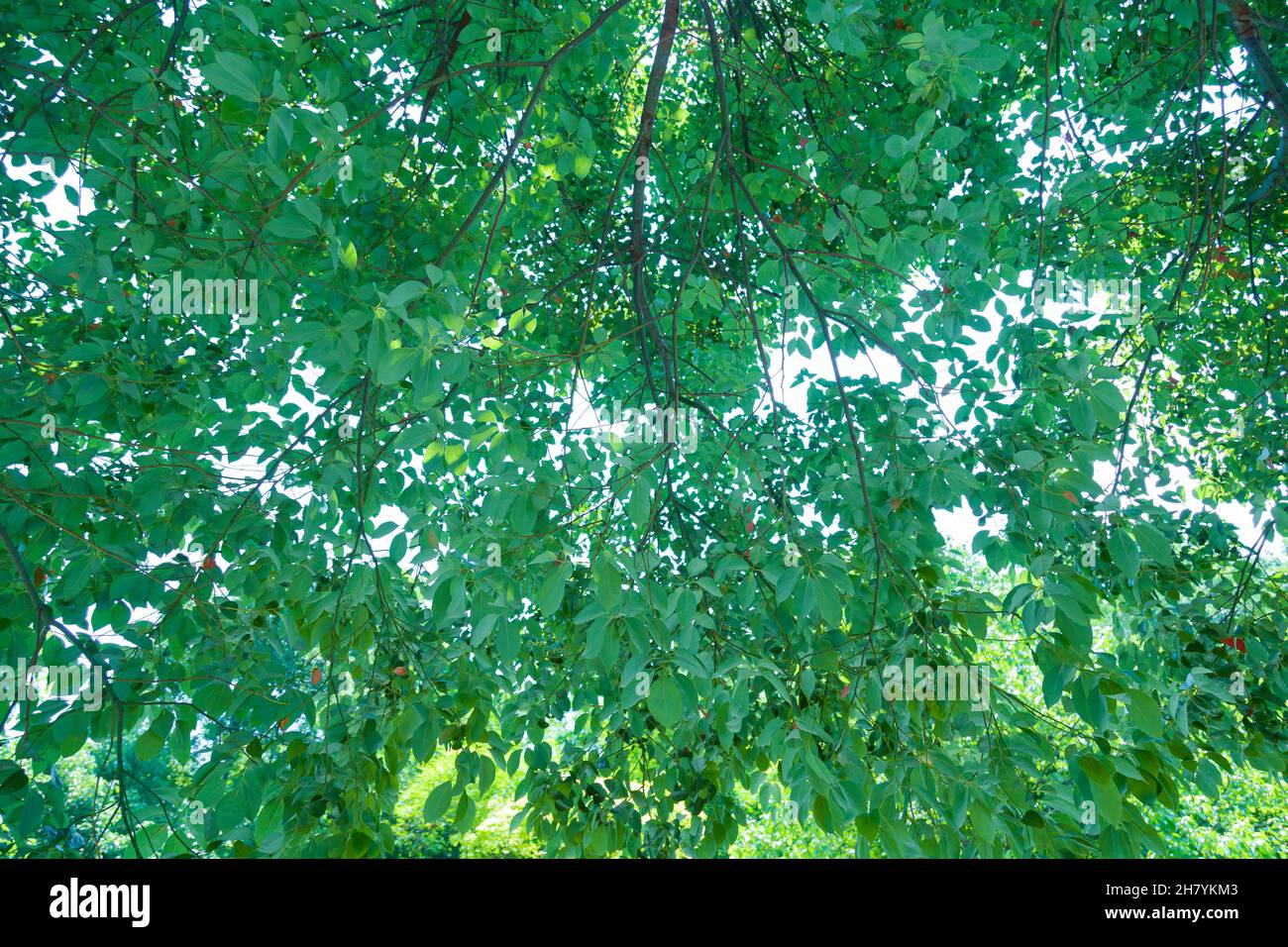 Lush foliage, green leaves stacked on top of each other, sunlight ...