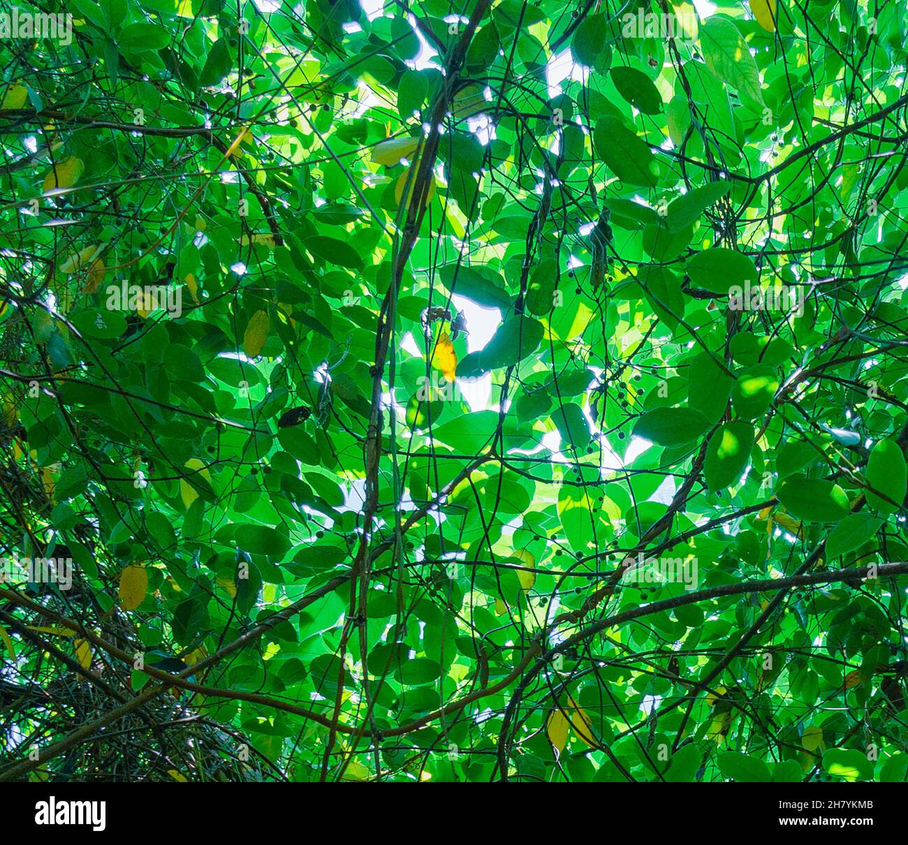 Lush foliage, green leaves stacked on top of each other, sunlight ...
