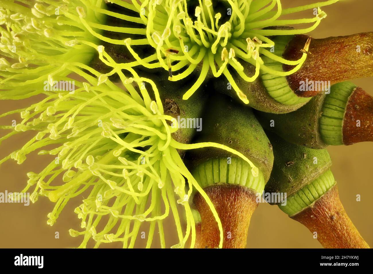 Super macro view of Round-leaved Moort tree (Eucalyptus platypus ...