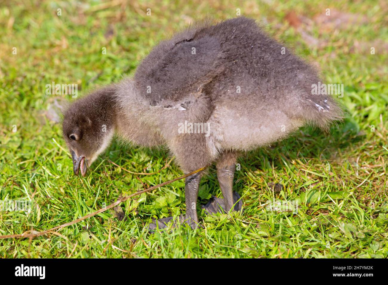 Precocial bird hi-res stock photography and images - Alamy