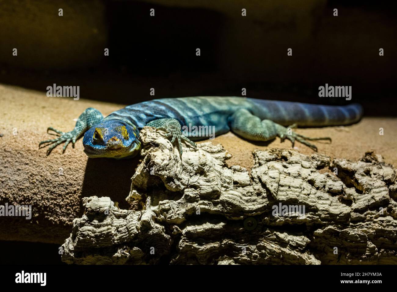 A Blue rock iguana (Petrosaurus thalassinus) is sitting on a rock Stock ...