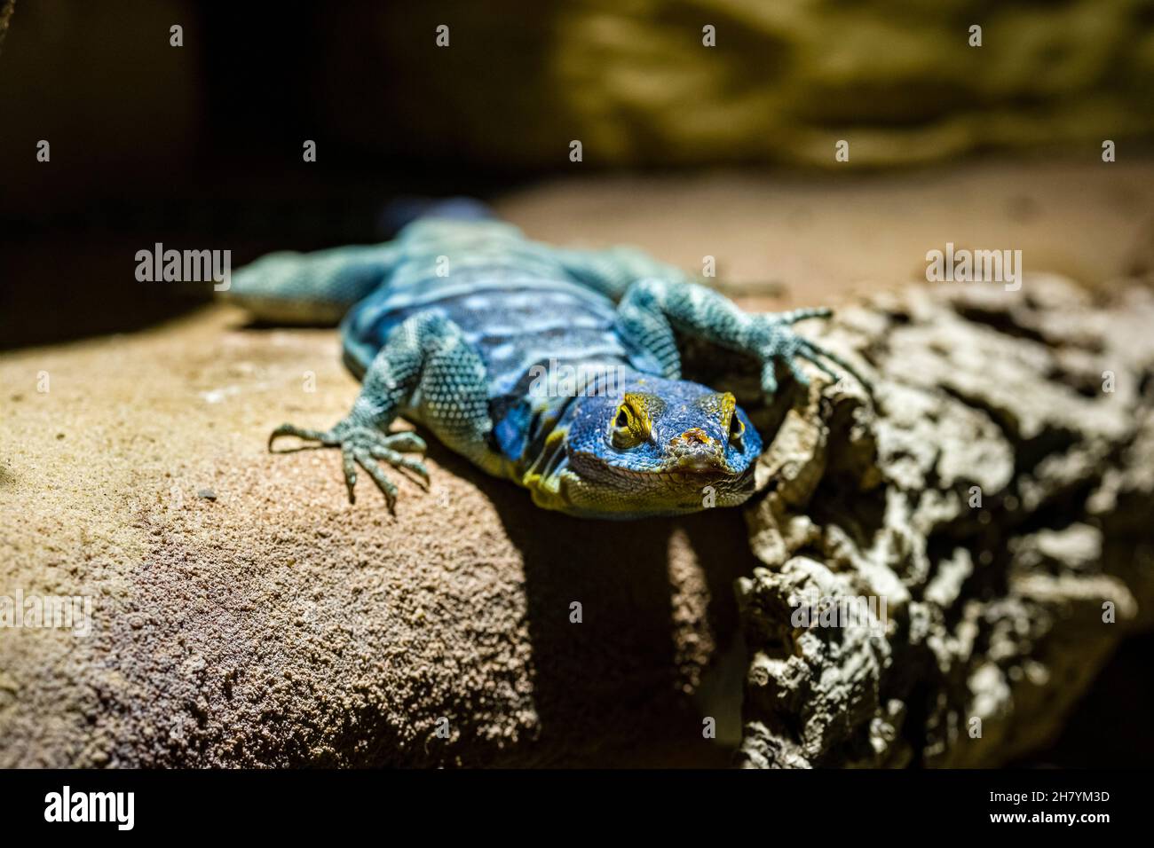 A Blue rock iguana (Petrosaurus thalassinus) is sitting on a rock Stock ...
