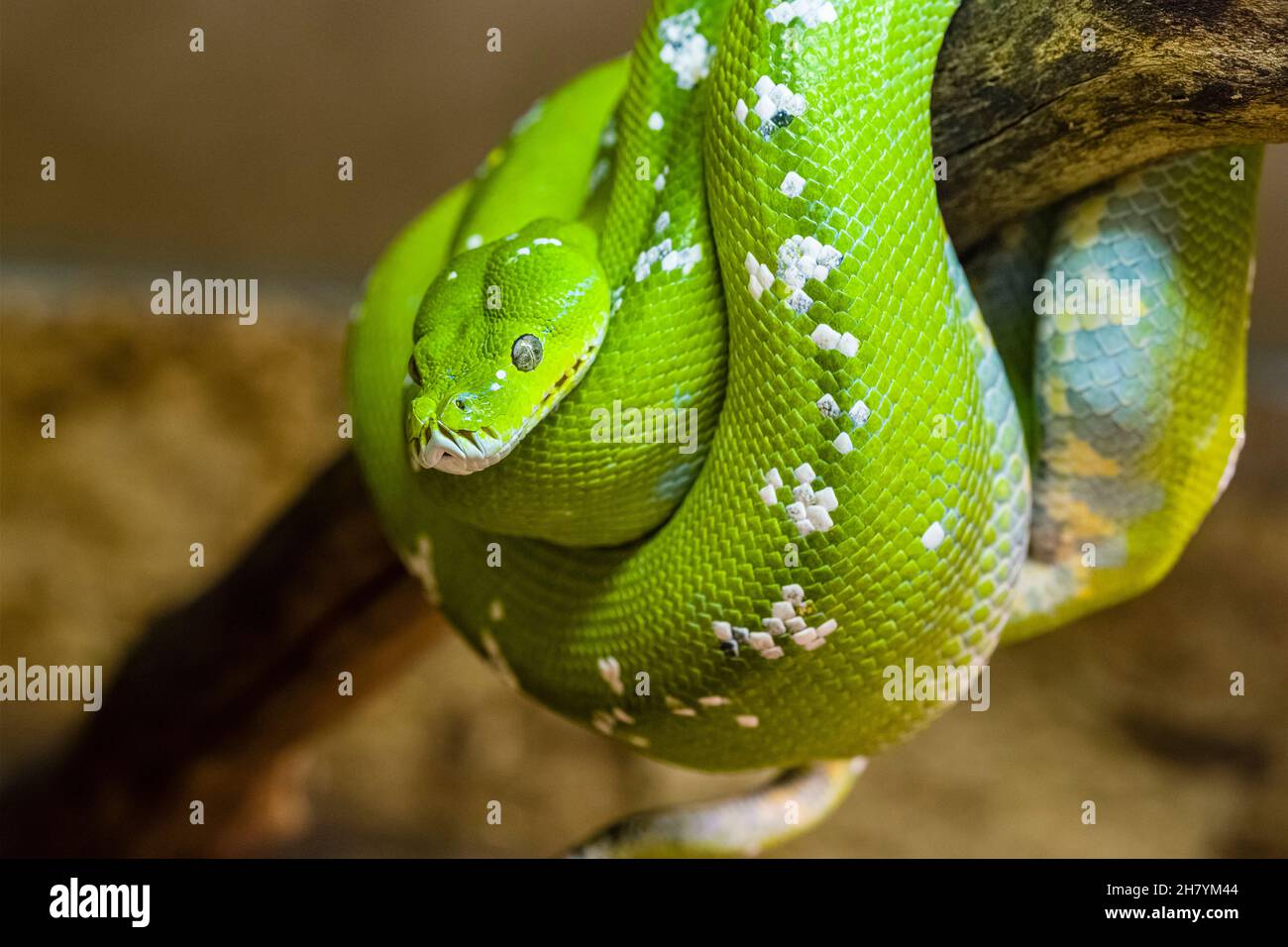 A Green tree python (Morelia viridis) rolled up on a branch of a tree ...