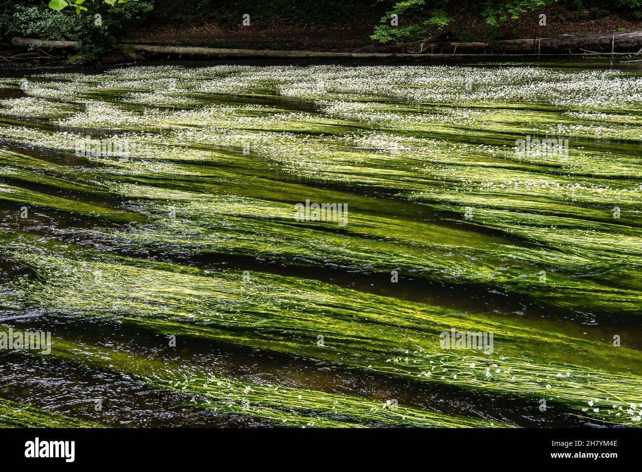 Flowering plant of the river water-crowfoot, Ranunculus fluitans in ...