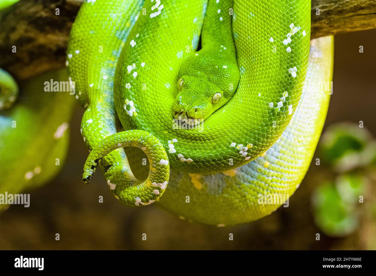 A Green tree python (Morelia viridis) rolled up on a branch of a tree ...