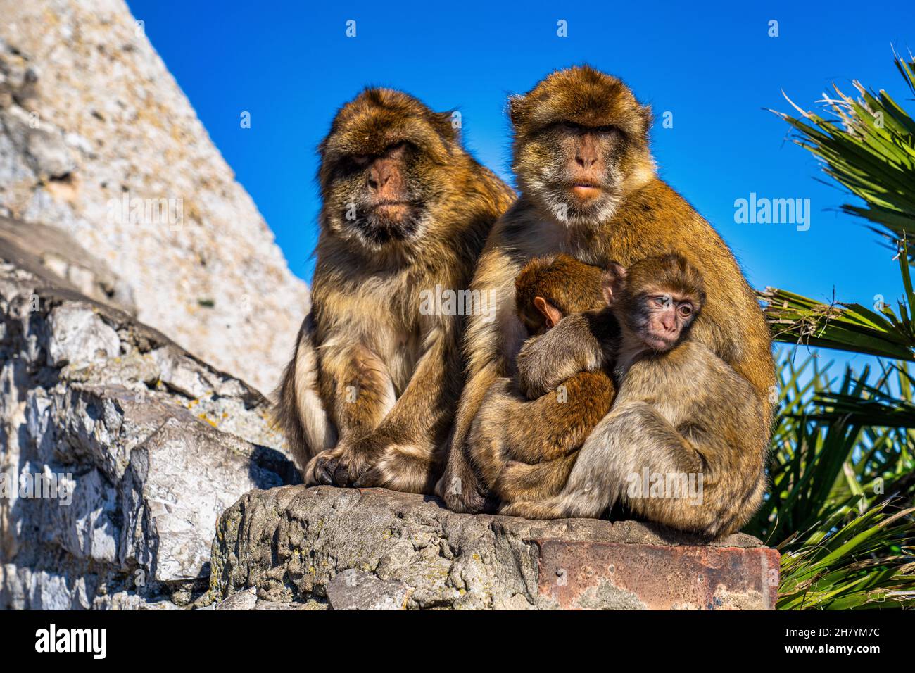 Close up of a wild macaque or Gibraltar monkey, one of the most famous ...