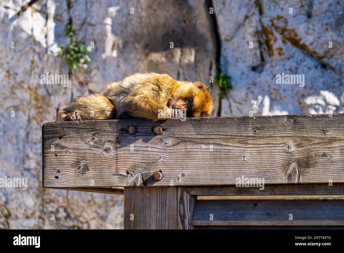Close up of a wild macaque or Gibraltar monkey, one of the most famous ...