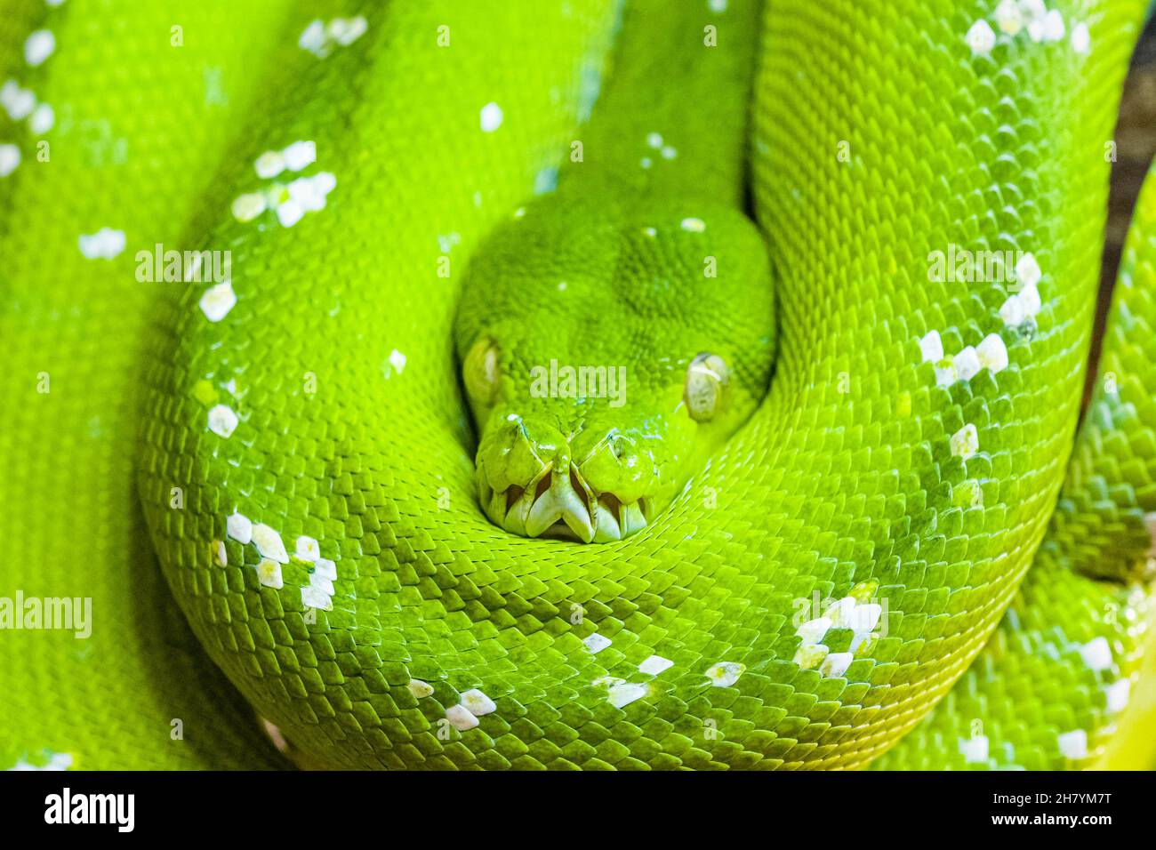 Snake rolled on a branch hi-res stock photography and images - Alamy