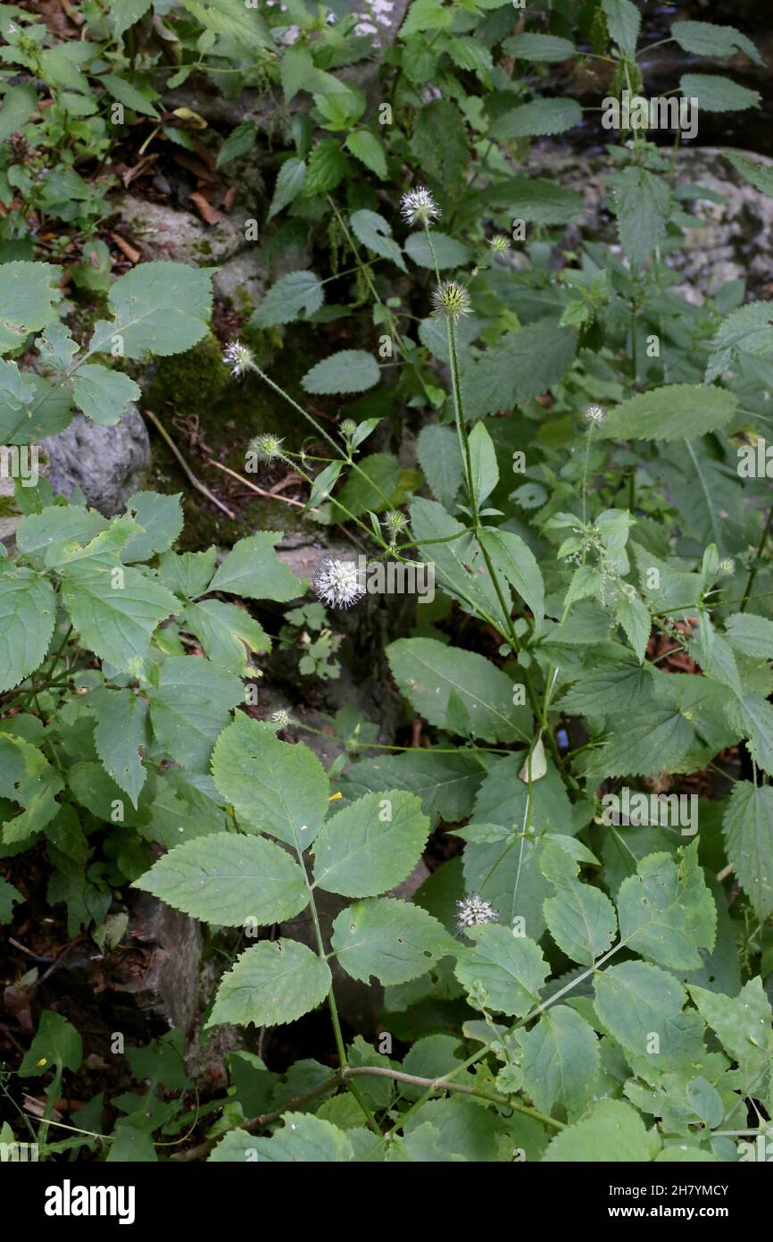 Dipsacus dipsacaceae hi-res stock photography and images - Alamy