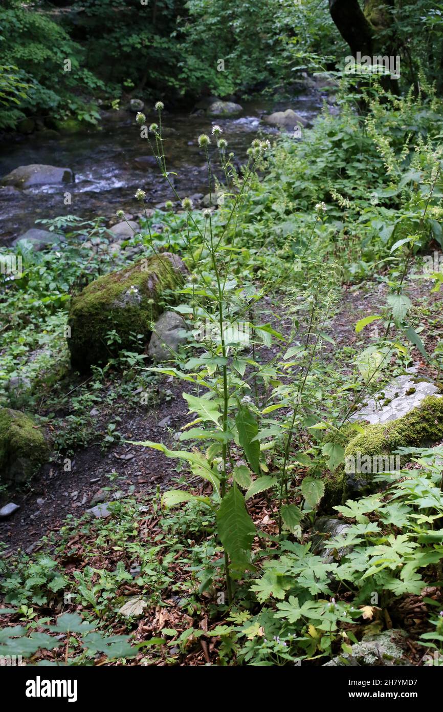 Dipsacus Dipsacaceae High Resolution Stock Photography and Images - Alamy