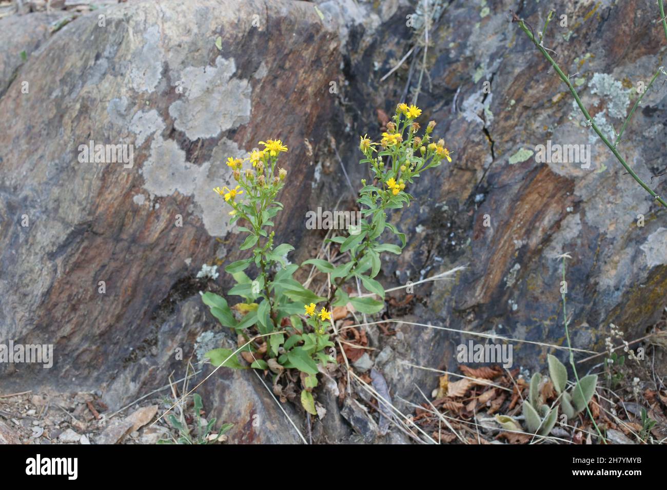 Solidago plant hi-res stock photography and images - Alamy