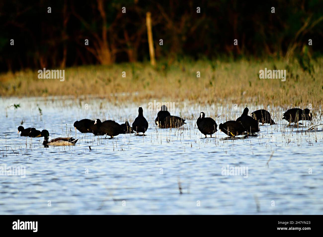 Wild birds in the middle of their natural world and in freedom Stock ...