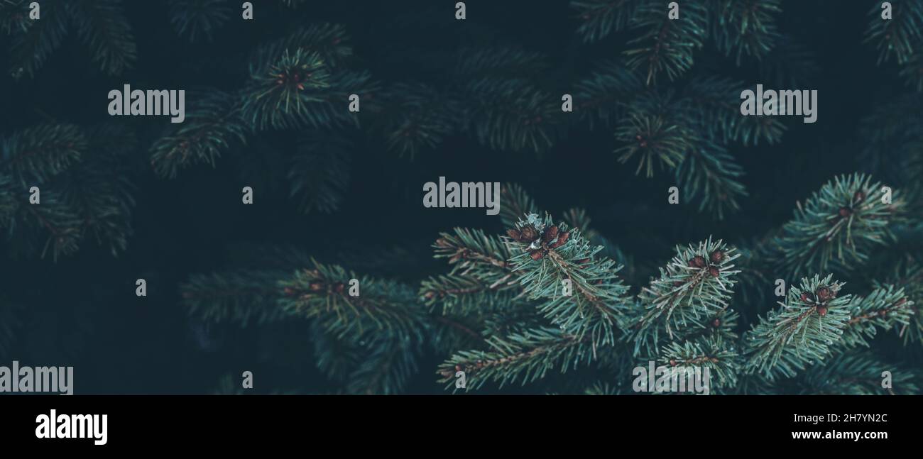 Misty banner hi-res stock photography and images - Alamy