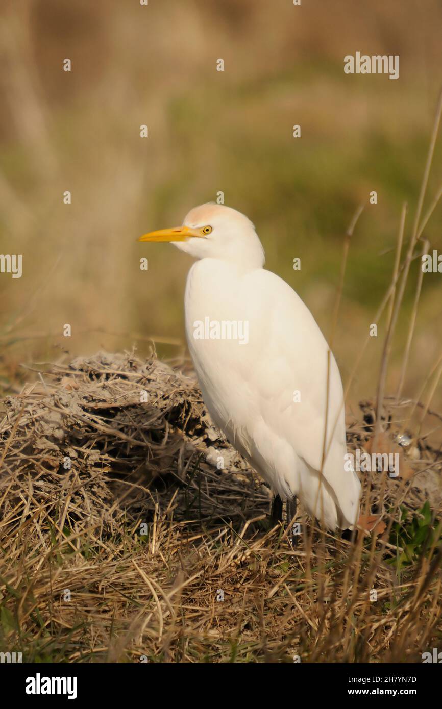 Wild birds in the middle of their natural world and in freedom Stock ...