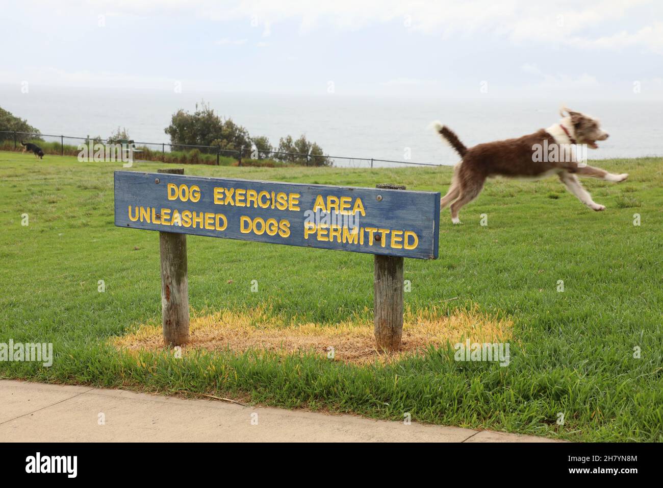 Dog exercise area, unleashed dogs permitted at Robert Dunn Reserve ...