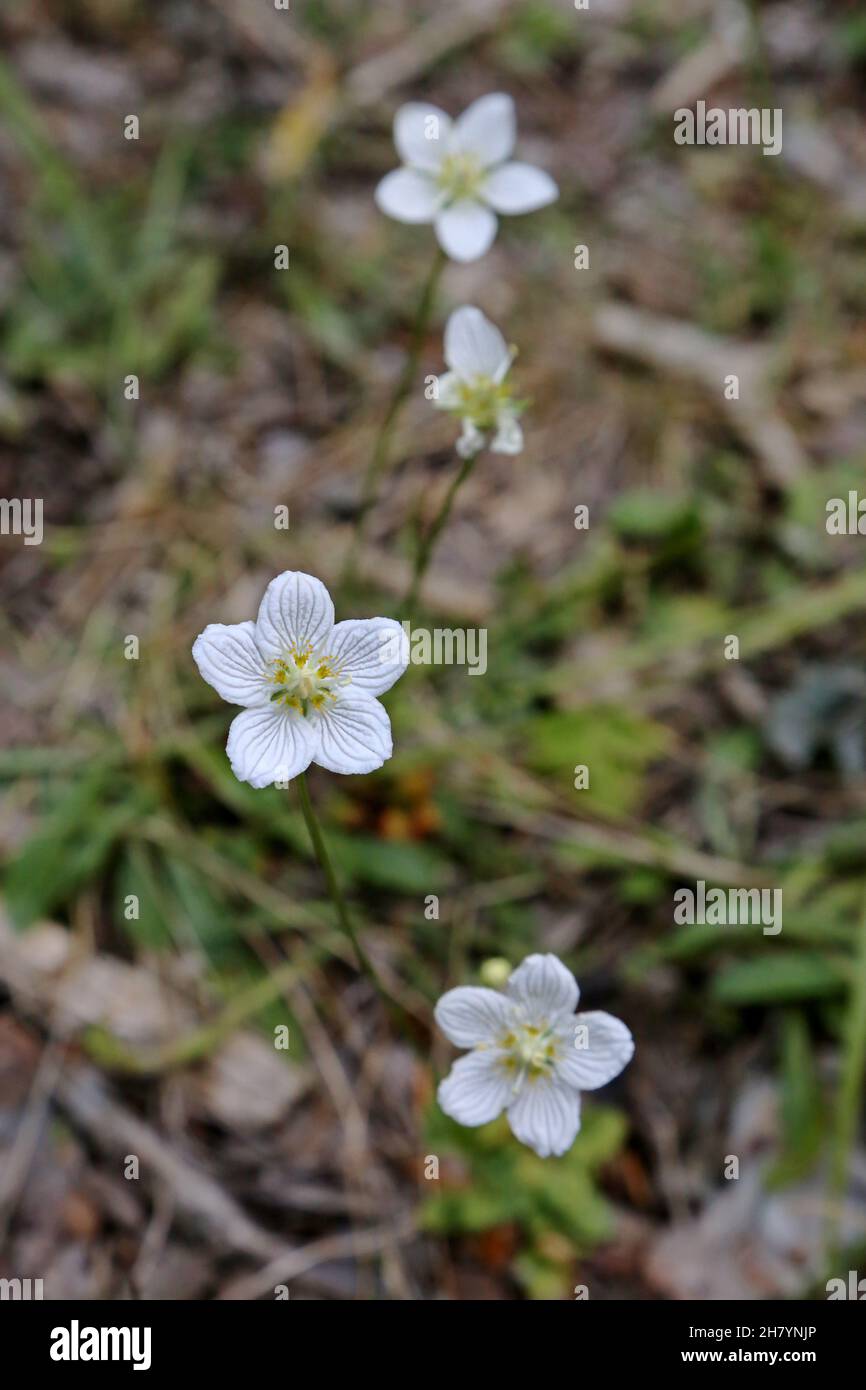 Parnassia palustris, Grass Of Parnassus, Parnassiaceae. Wild plant shot ...
