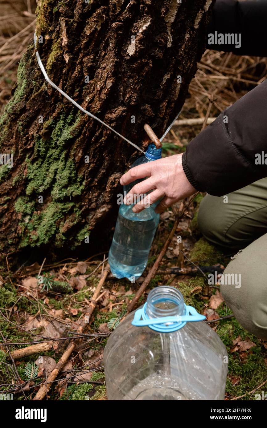 Collecting birch sap in the spring, useful and tasty natural juice ...
