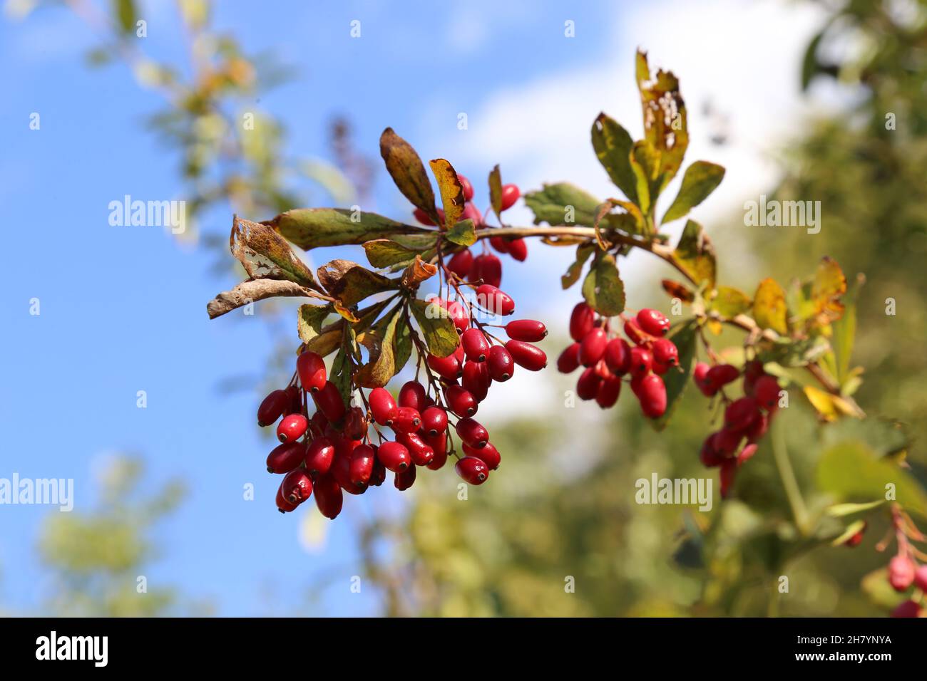 Berberidaceae hi-res stock photography and images - Alamy