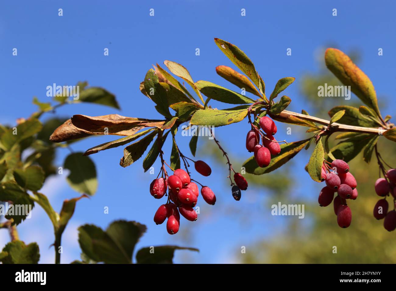 Berberis vulgaris, Barberry, Berberidaceae. Wild plant shot in summer ...