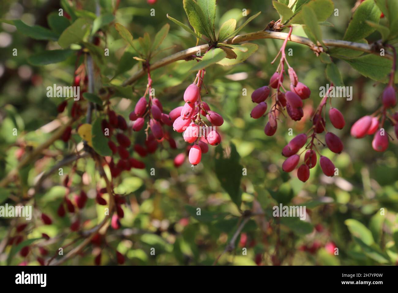 Berberis vulgaris, Barberry, Berberidaceae. Wild plant shot in summer ...
