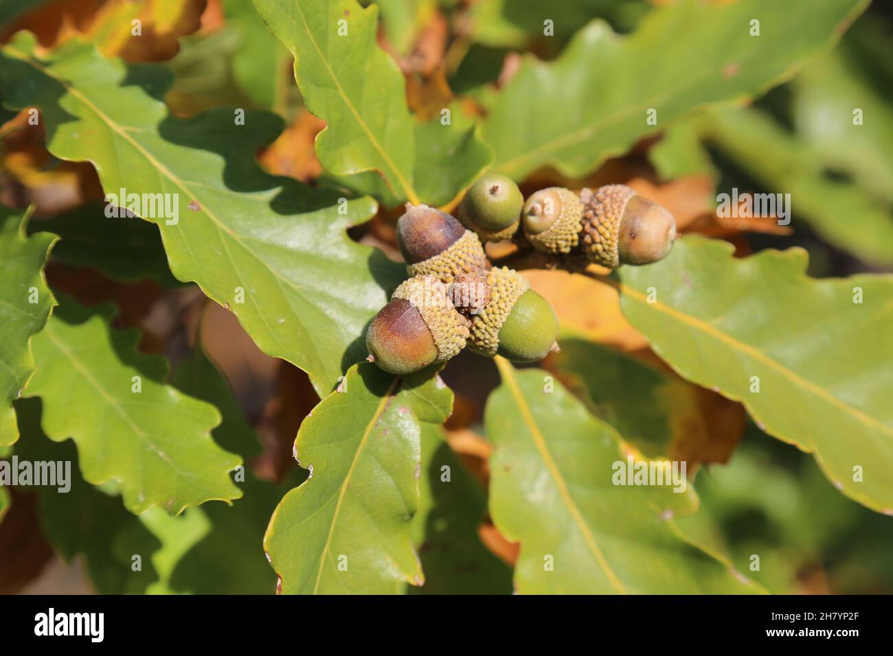 Quercus polycarpa, Quercus petraea subsp. iberica, Fagaceae. Wild plant ...