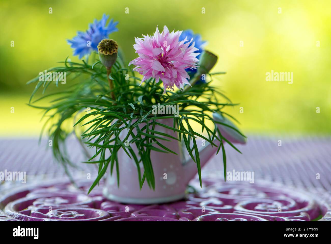 Little cornflower bouquet in a little waterin can Stock Photo - Alamy