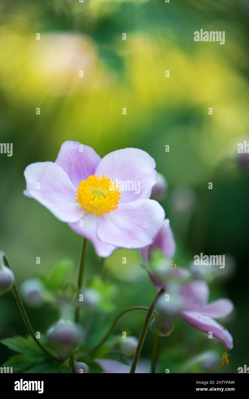 Autumn anemones in a garden Stock Photo - Alamy