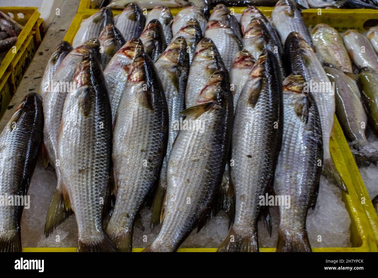 Fresh fish crates in a traditional fish market Stock Photo - Alamy