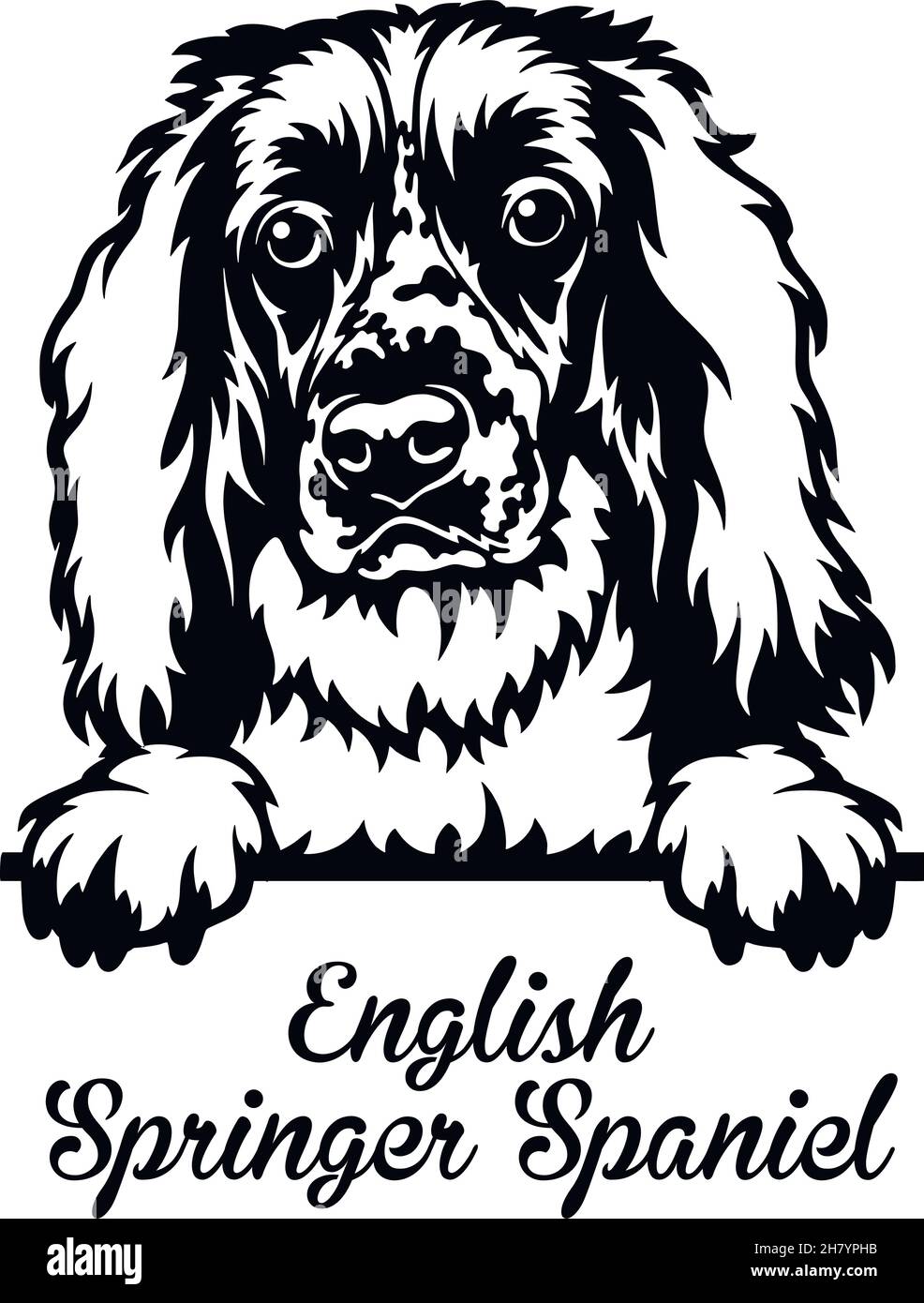 English Springer Spaniel Peeking Dog - head isolated on white - vector ...