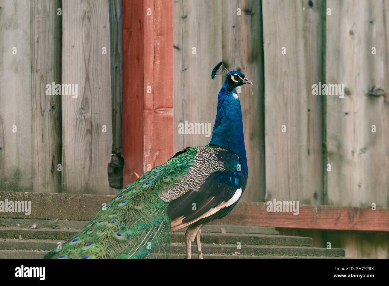 Pavo is a genus of large birds in the Phasianidae family, isolated bird ...