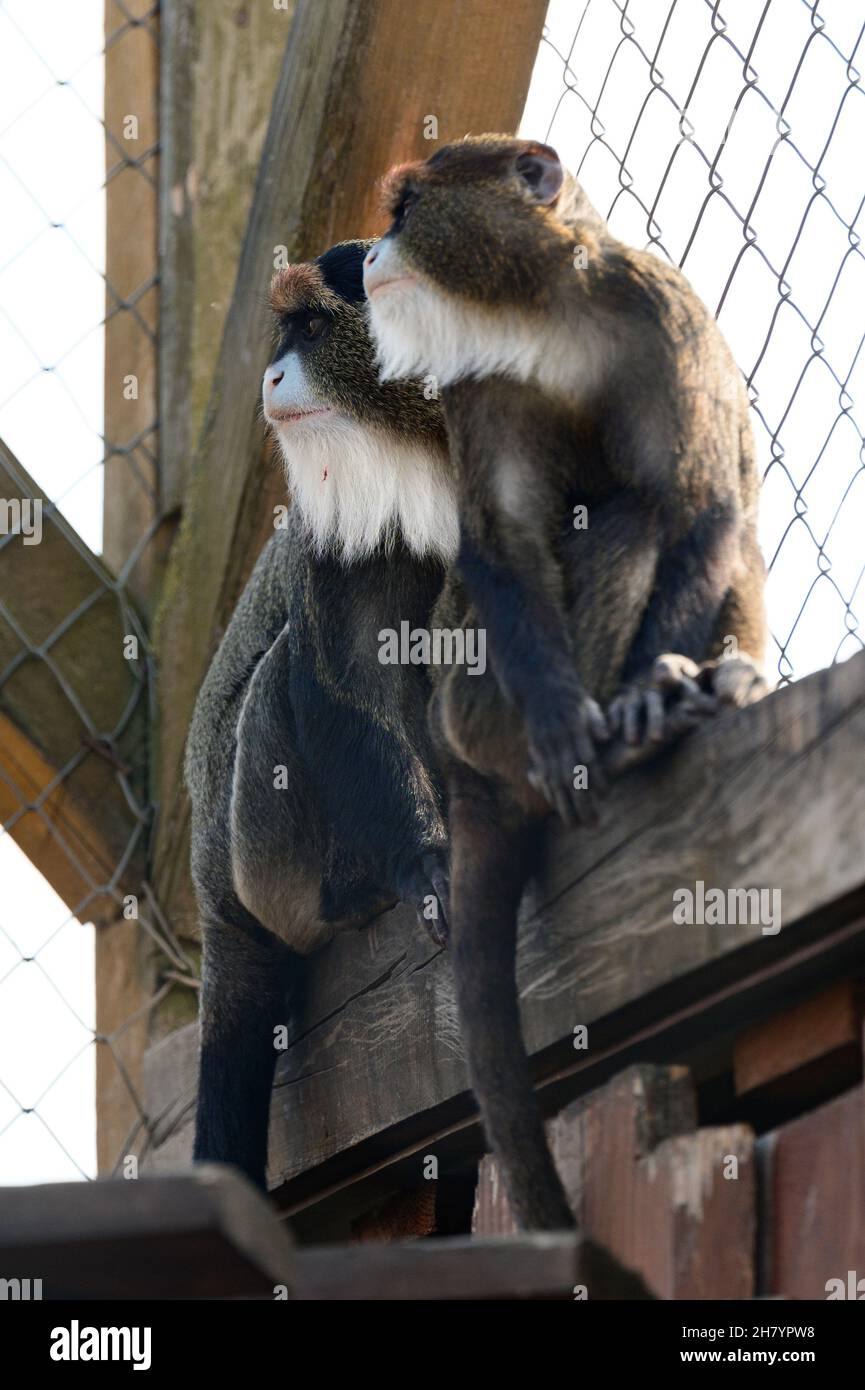 De Brazza monkey Cercopithecus zanectus from Africa in captivity ...