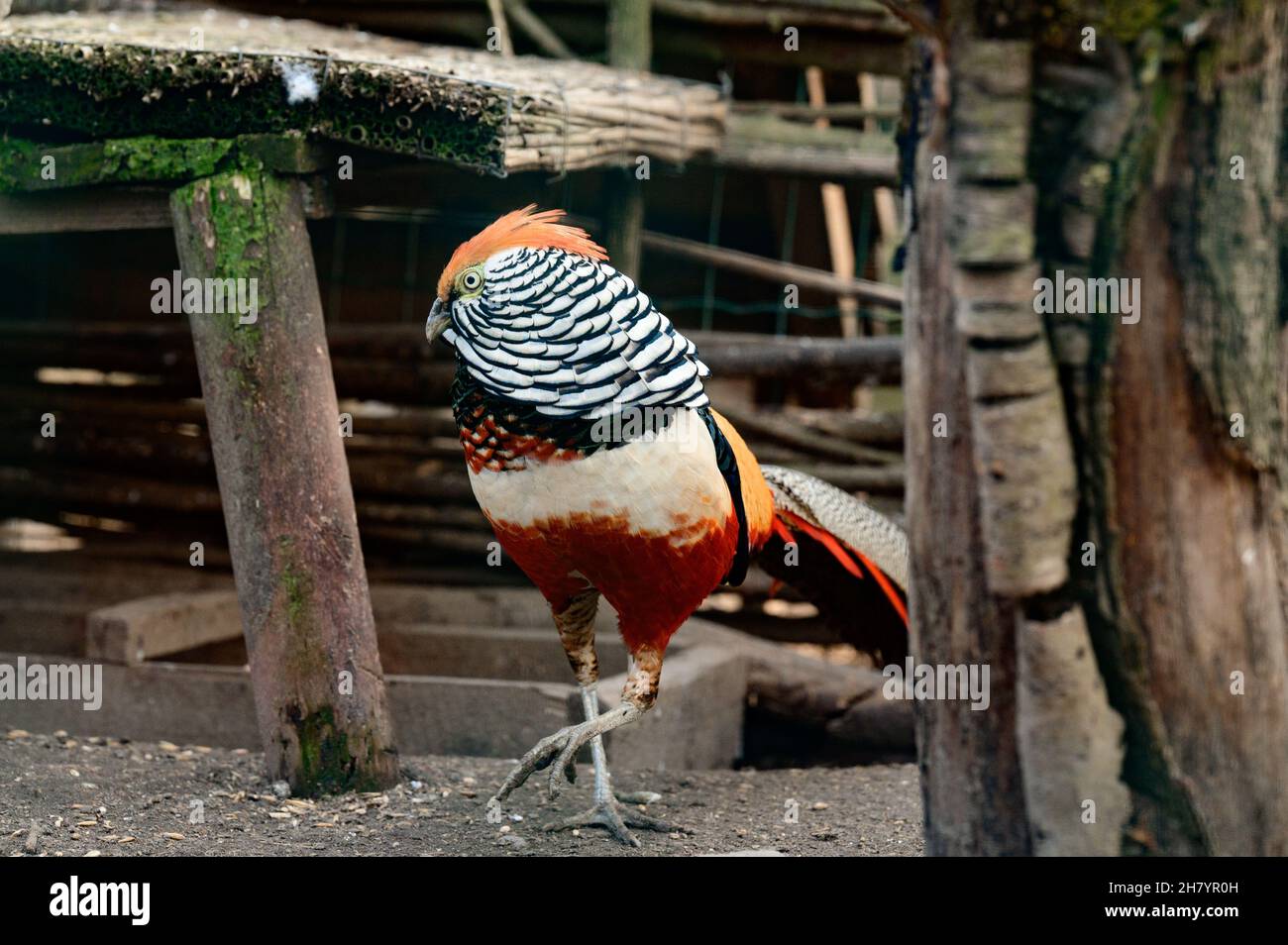 Diamond pheasant in a zoo, a bird of a number of chickens, a colored ...