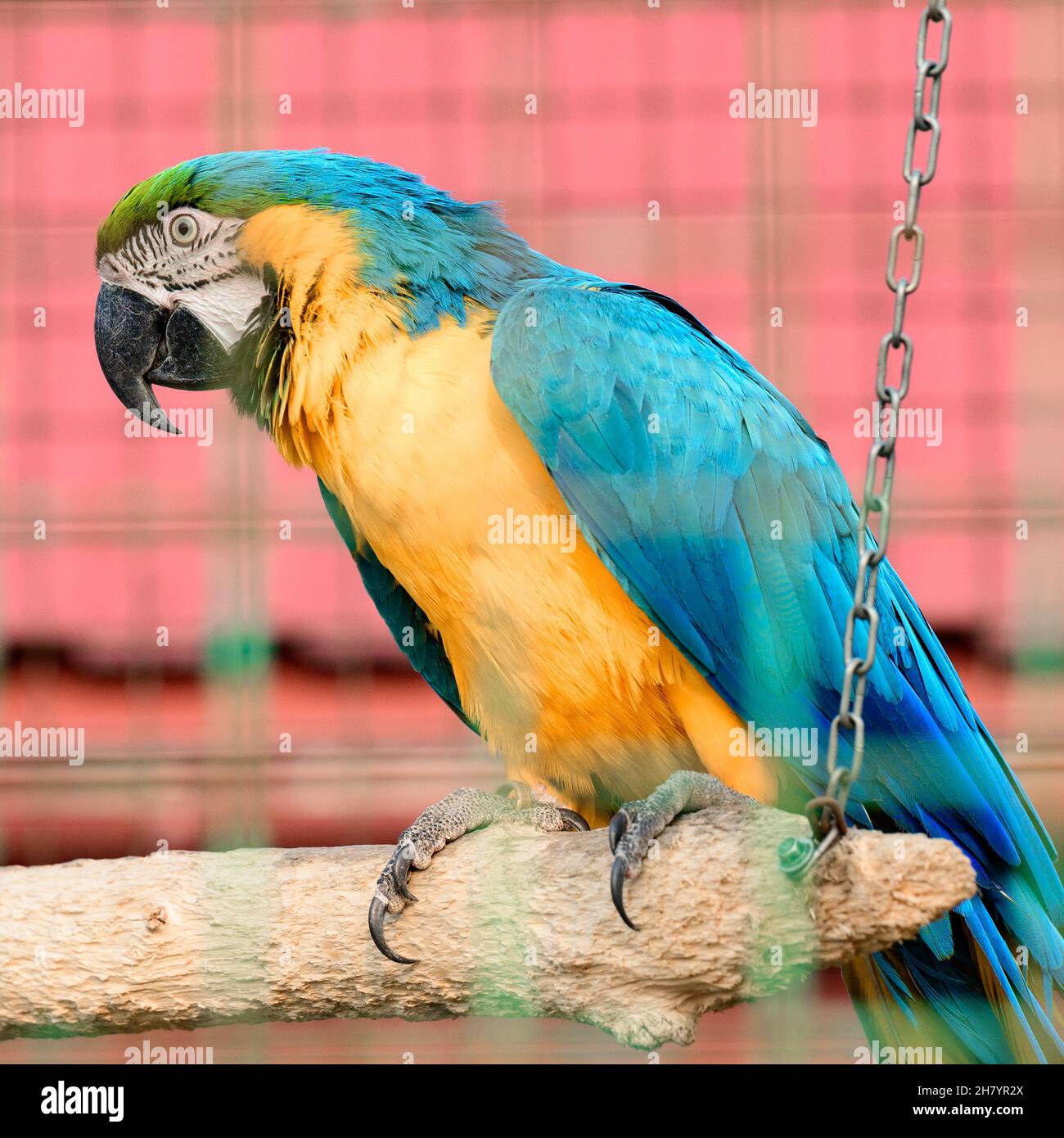blue and yellow macaw parrot zoo resident, attractive parrot Stock ...