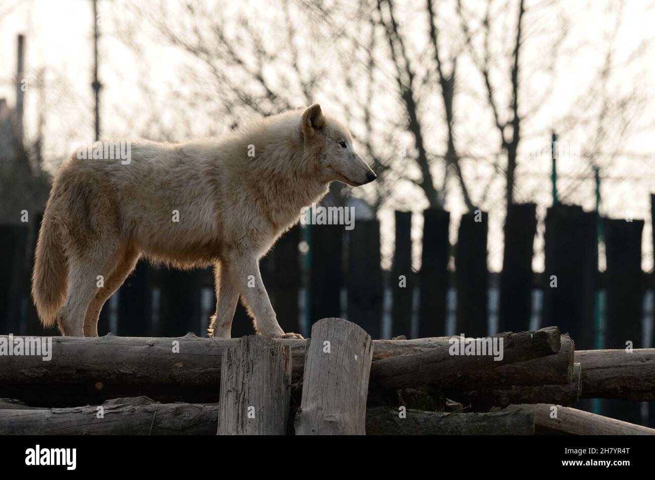 A group of white wolves in a zoo, a white predator, howling wolves ...