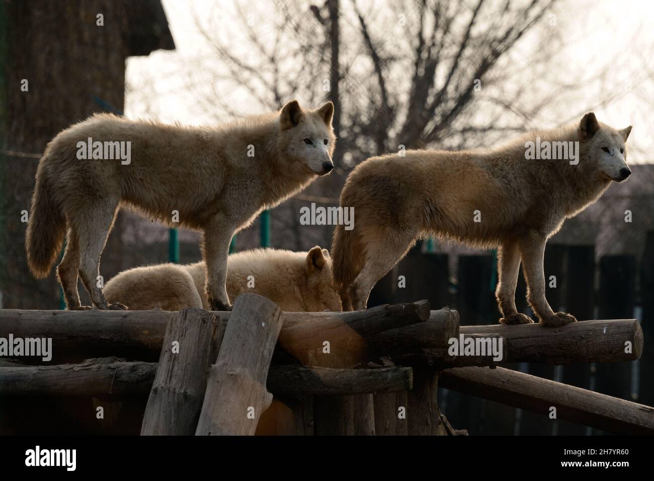 Animal life in a zoo, white and predatory wolves, zoos of Ukraine Stock ...