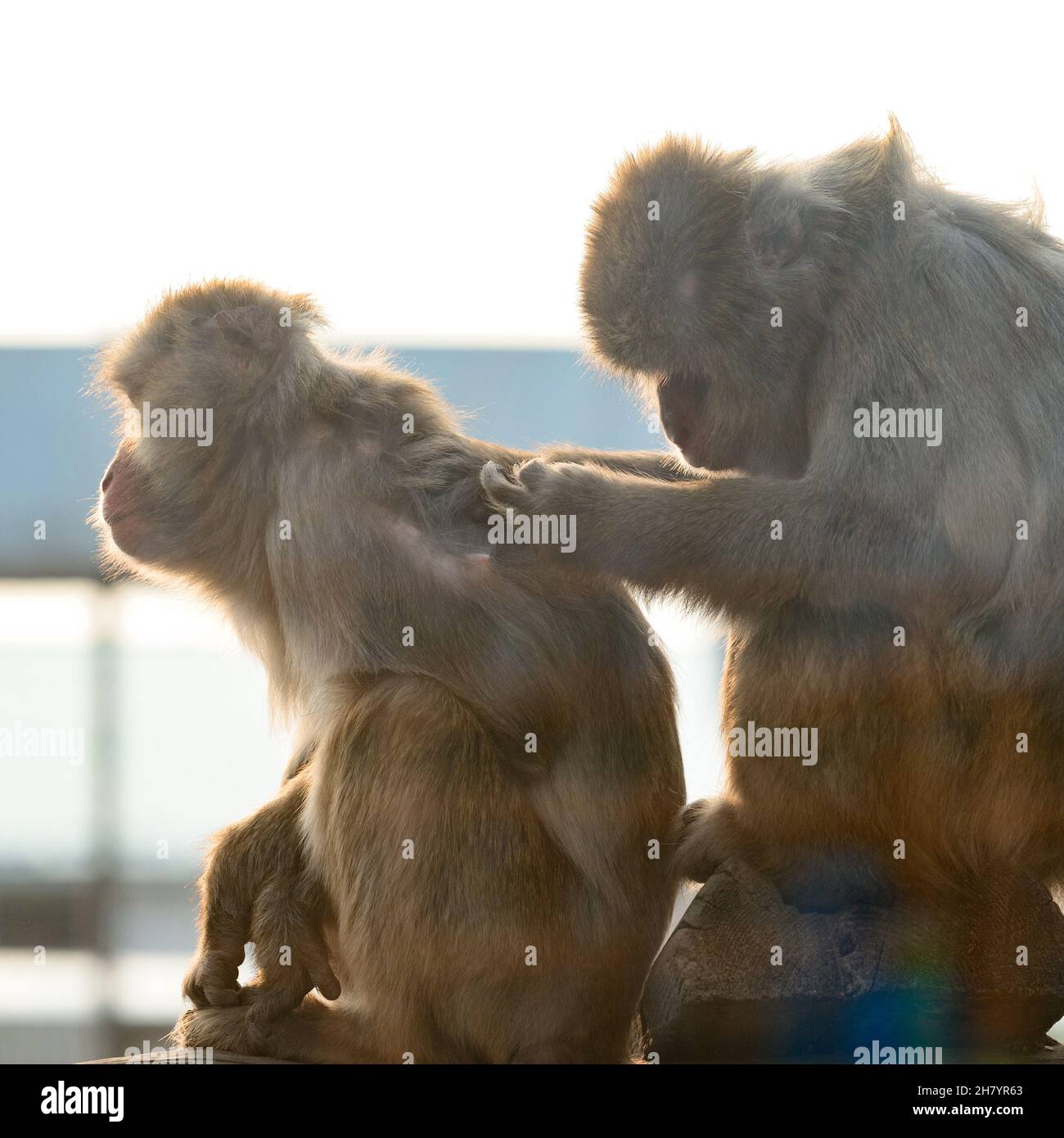 Japanese macaques and their life in the zoo, primates in the cage ...