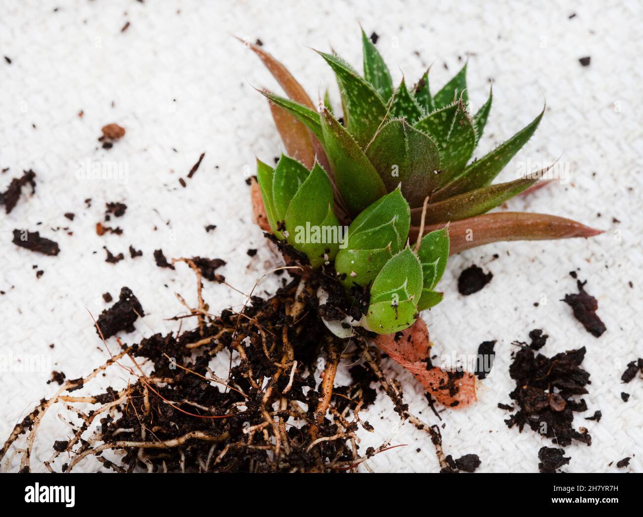 Haworthia succulent plant with baby pups on a light and neutral ...