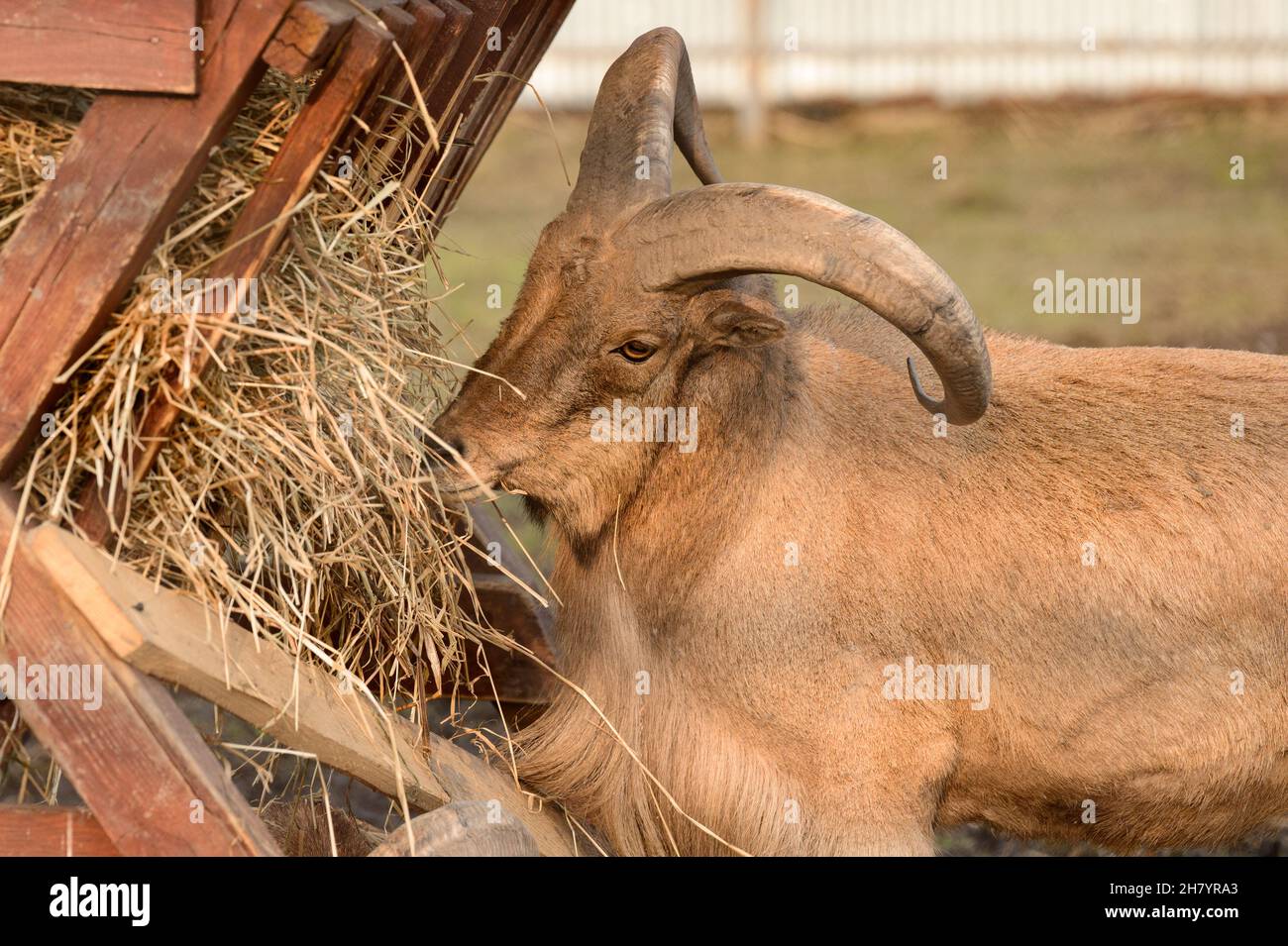 The maned ram eats hay, the animal in the zoo, the large rounded horns ...