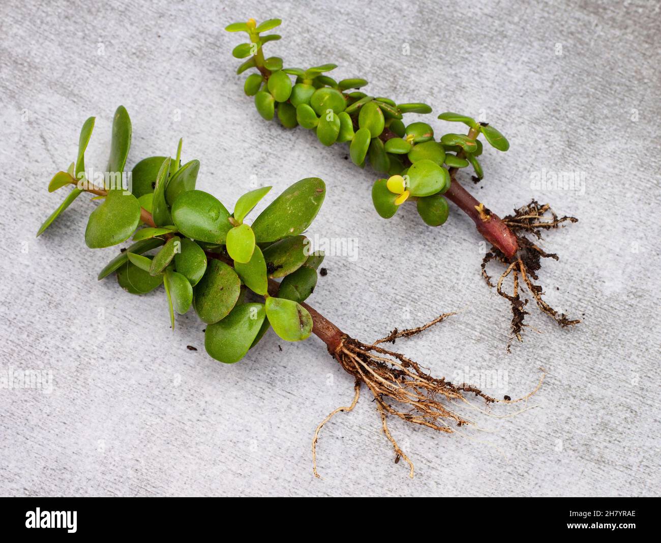 Spekboom or Portulacaria Afra, a South African succulent plant rooting ...